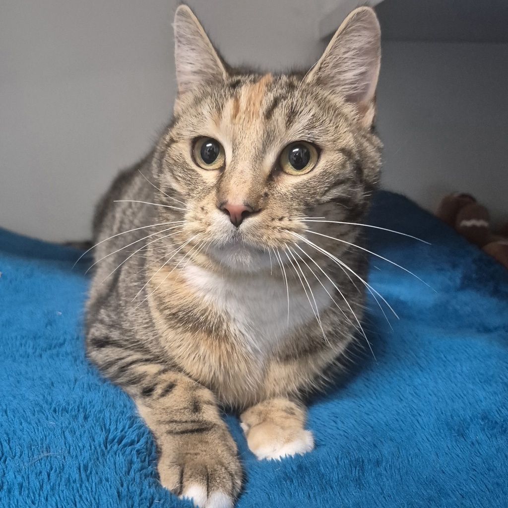 Tigger - Female Domestic Short Hair Mix Cat in VIC - PetRescue