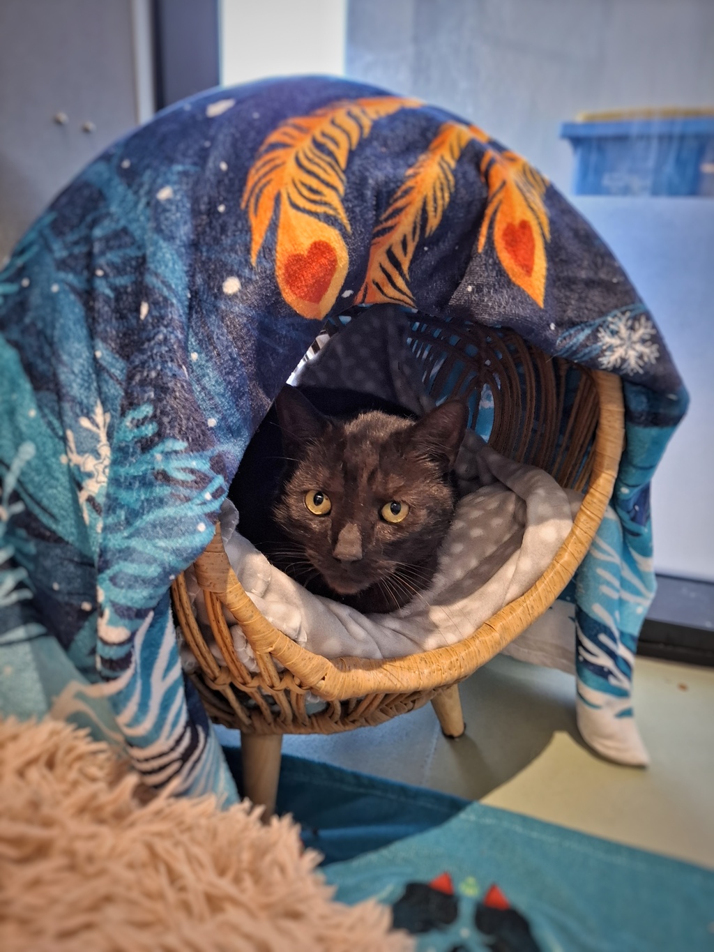 Billy Joel - Male Domestic Short Hair x Manx Mix Cat in QLD - PetRescue