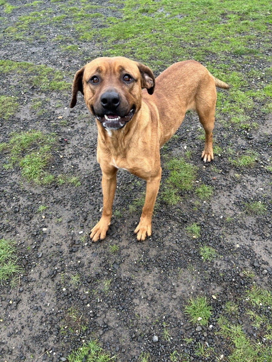 Luna - Large Female Rhodesian Ridgeback Dog in VIC - PetRescue
