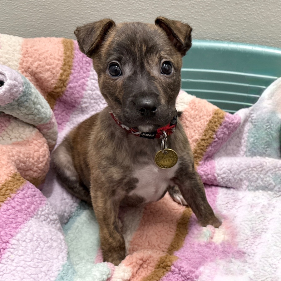 Patti - Medium Female Staffordshire Bull Terrier x Border Collie Mix Dog in VIC - PetRescue