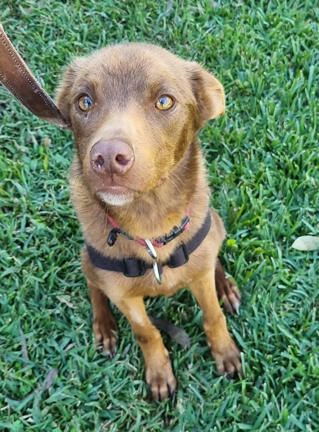 Lilly - Medium Female Kelpie Mix Dog in QLD - PetRescue