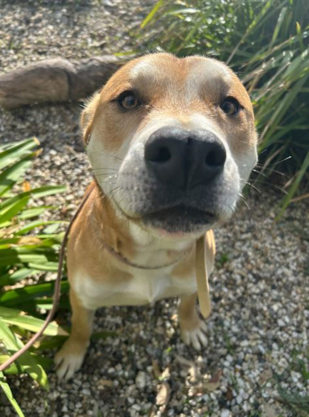 Bruiser - Medium Male Kelpie x Labrador Mix Dog in VIC - PetRescue