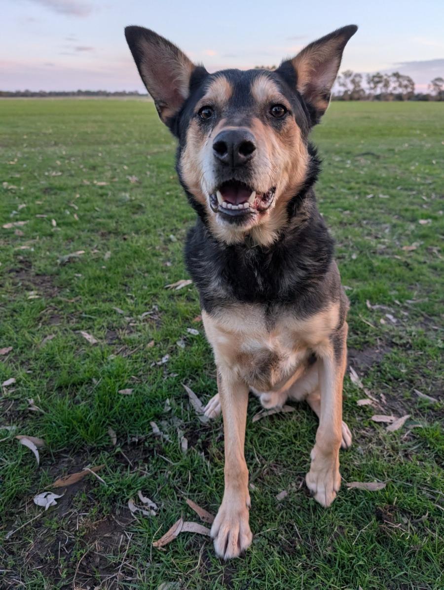 Winston - Medium Male Australian Kelpie Dog in VIC - PetRescue
