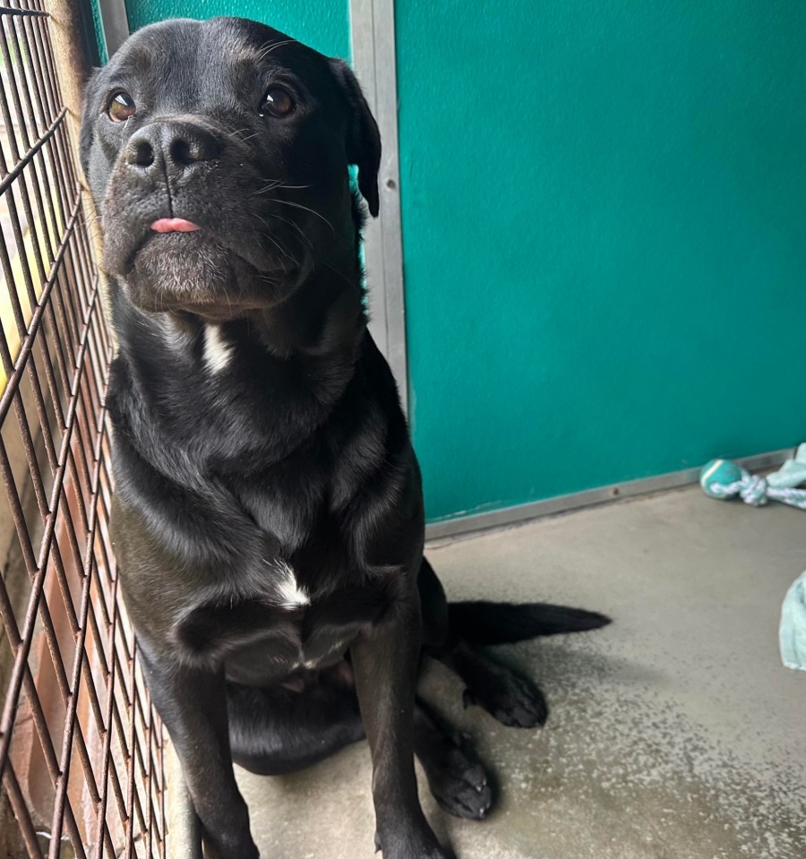 Homer - Large Male Rottweiler x Labrador Retriever Mix Dog in NSW ...