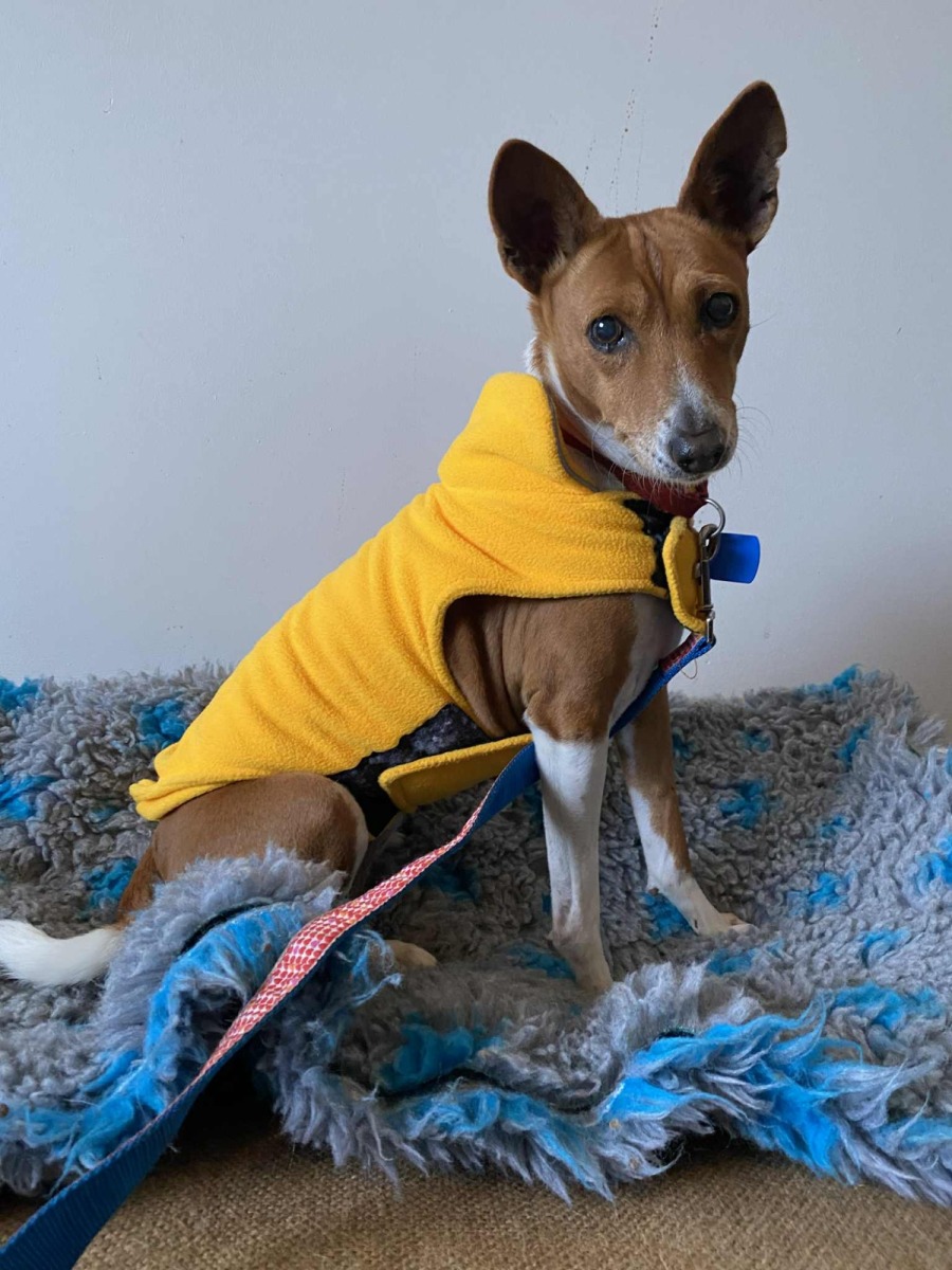 Maddie - Medium Female Basenji Dog in VIC - PetRescue