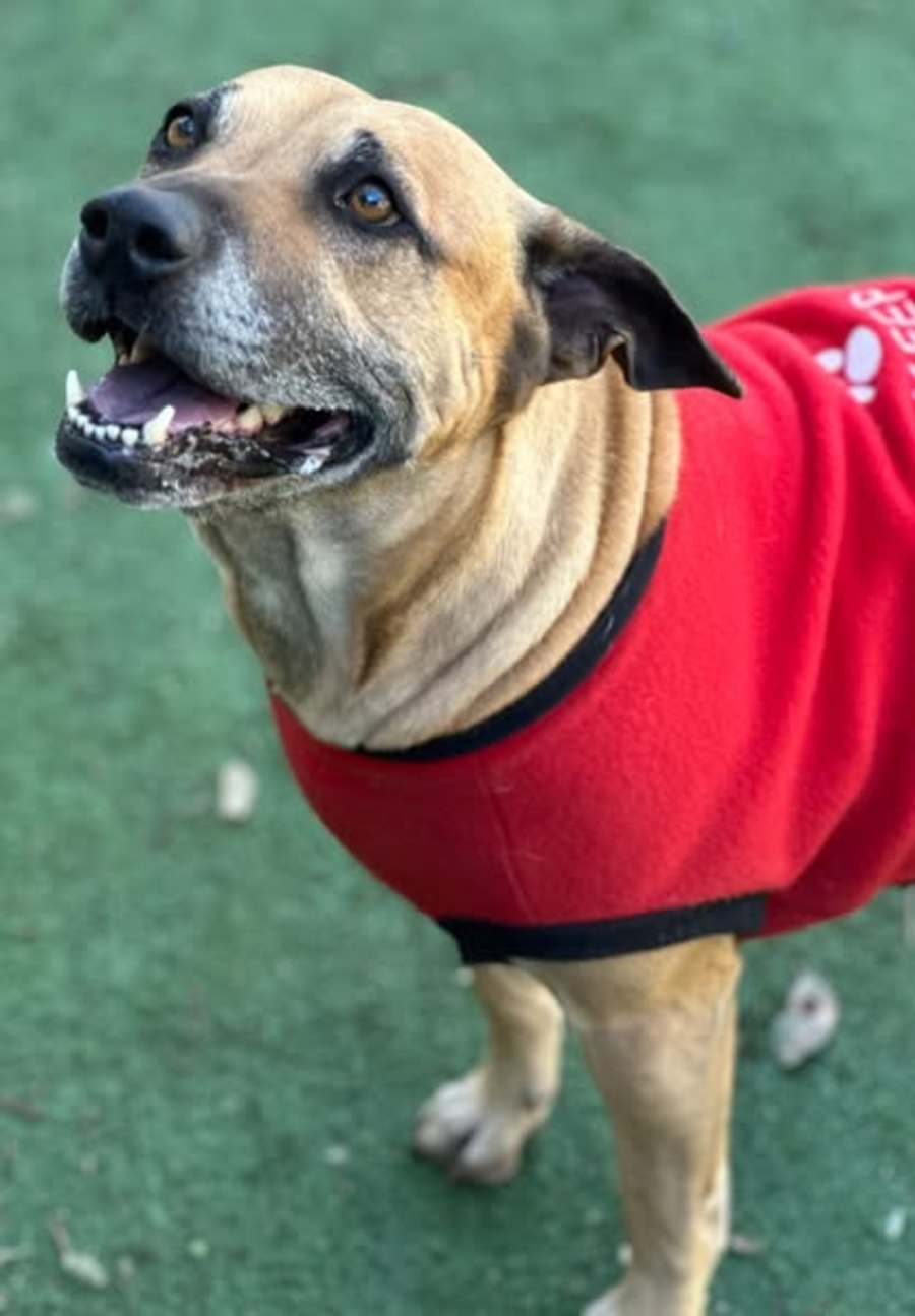 Bethany - Medium Female Staffordshire Bull Terrier Mix Dog in NSW ...