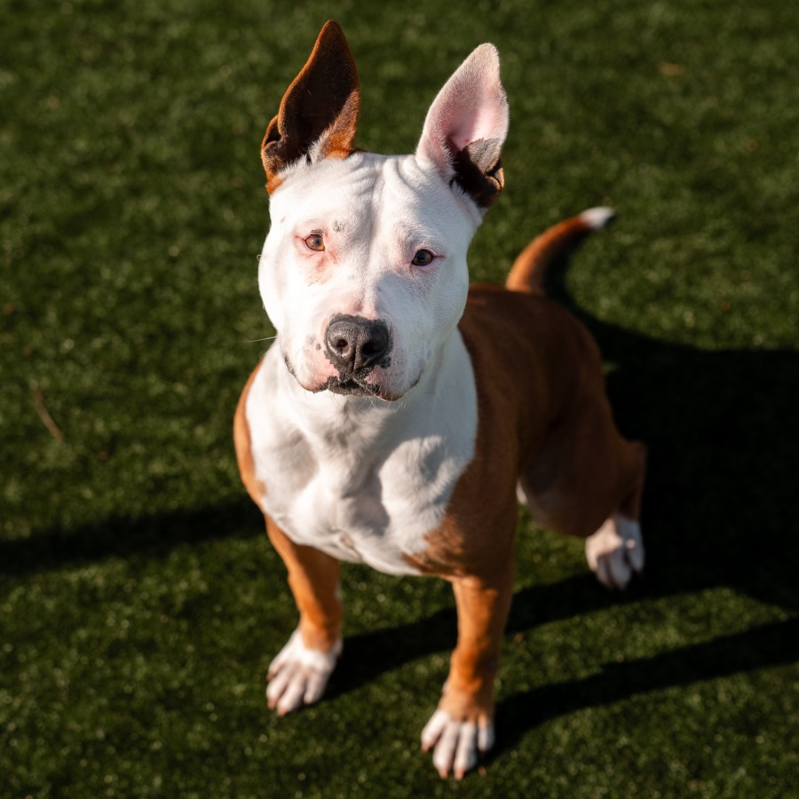 Chanel imp 1479 - Medium Female American Staffordshire Terrier Mix Dog in NSW - PetRescue