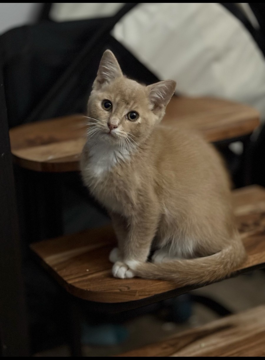 Tiny Tails Rescue - PetRescue