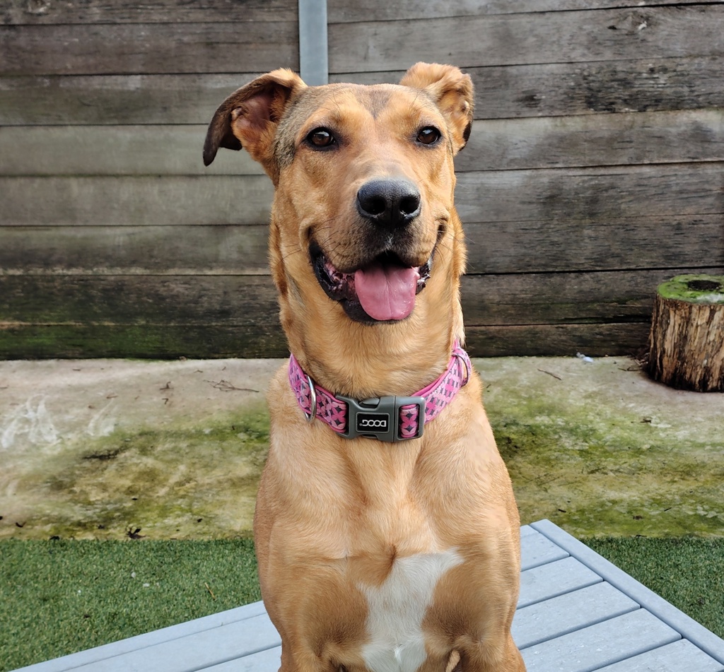Narla - Large Female Mastiff Mix Dog in VIC - PetRescue