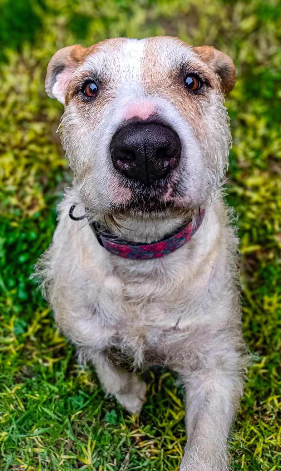 Waggin Tails Rescue - PetRescue