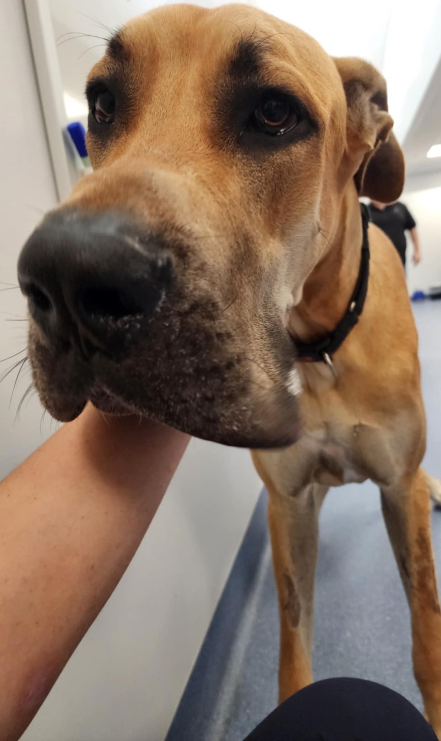 Arthur - Large Male Great Dane Dog in QLD - PetRescue