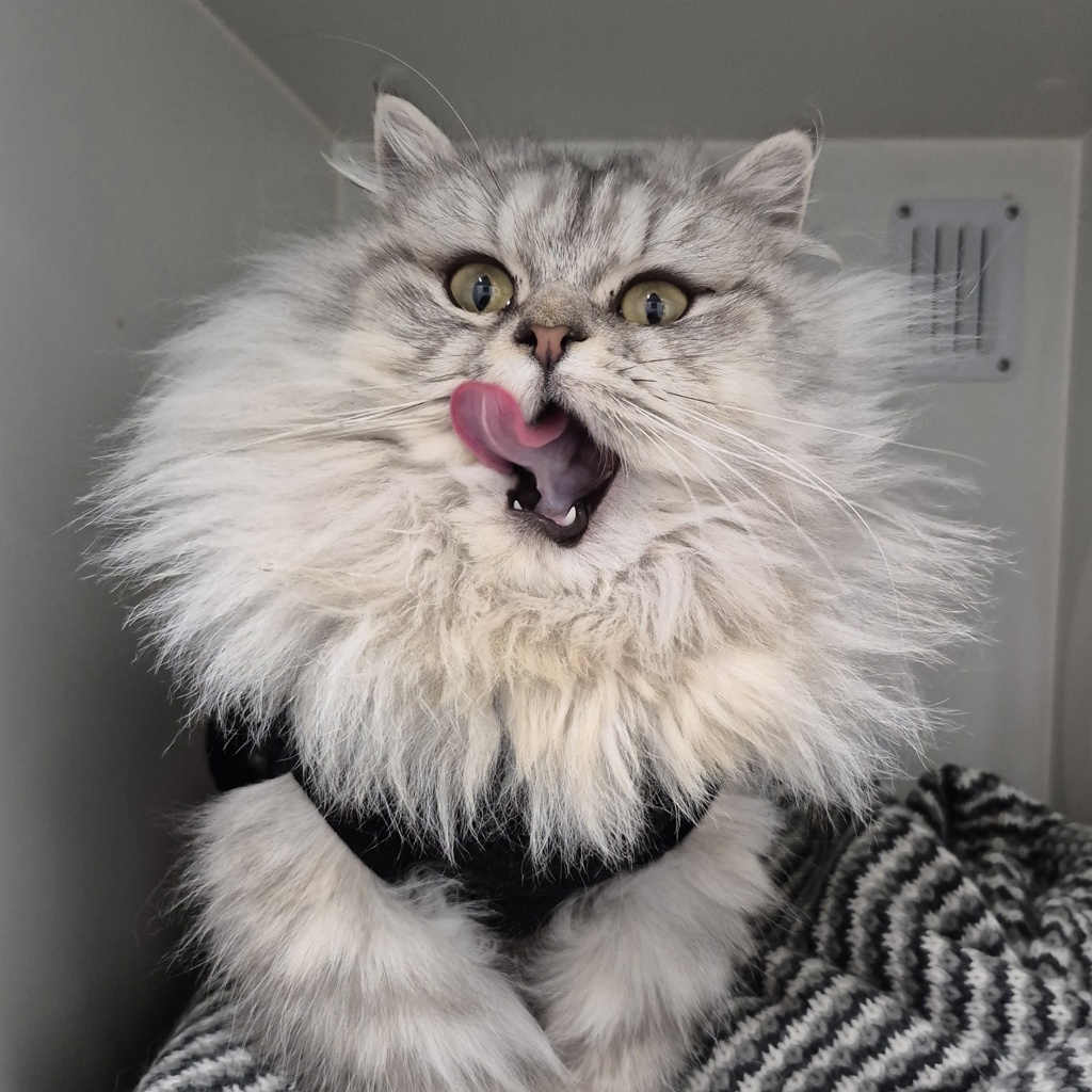 Fern - Female Chinchilla x Persian Mix Cat in VIC - PetRescue