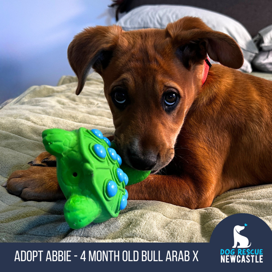 Abbie - 4 Month Old Bull Arab X - Medium Female Bull Arab Mix Dog in ...