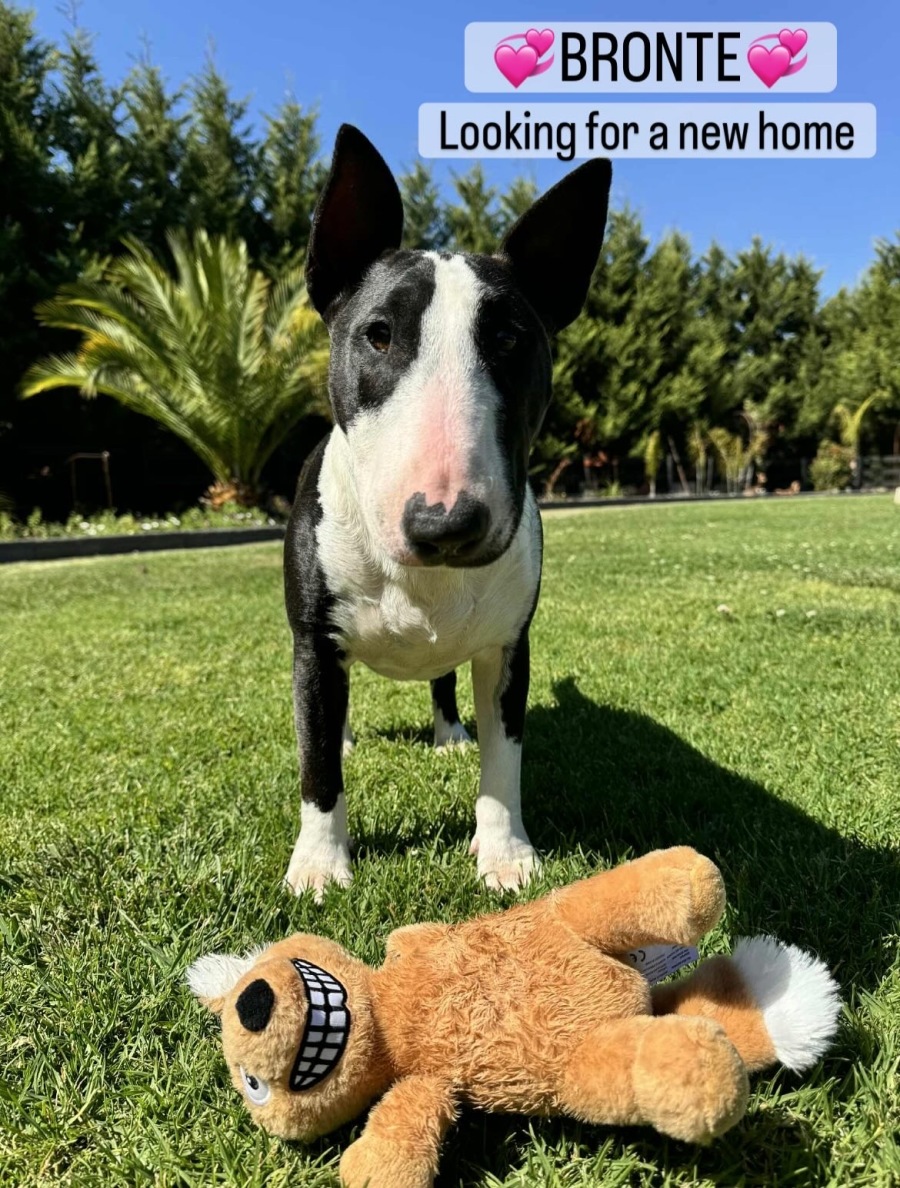 Bronte - Medium Female Bull Terrier (Miniature) Dog in VIC - PetRescue