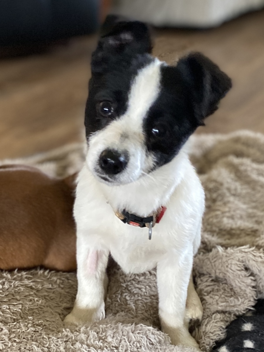 Checkers - Small Male Pomeranian Mix Dog in NSW - PetRescue