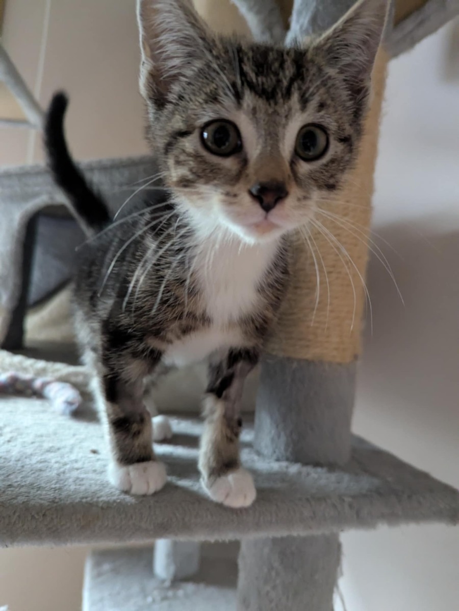 Pumba - Male Domestic Short Hair (DSH) Cat in VIC - PetRescue