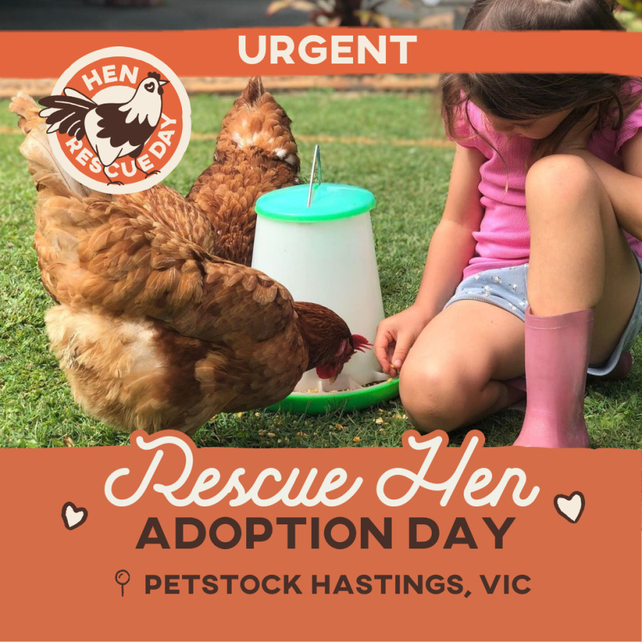 Rescue Hens - Female Chicken in VIC - PetRescue
