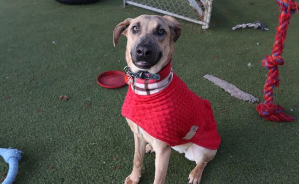 Luna - Large Female German Shepherd x German Shorthaired Pointer Mix ...
