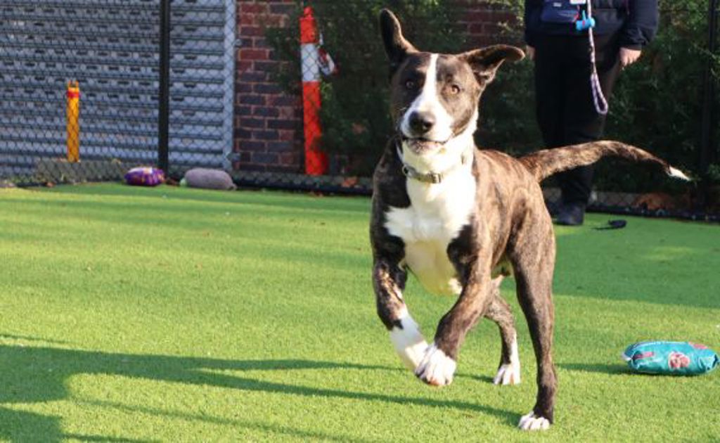 Spud - Large Male Bull Arab Mix Dog in VIC - PetRescue