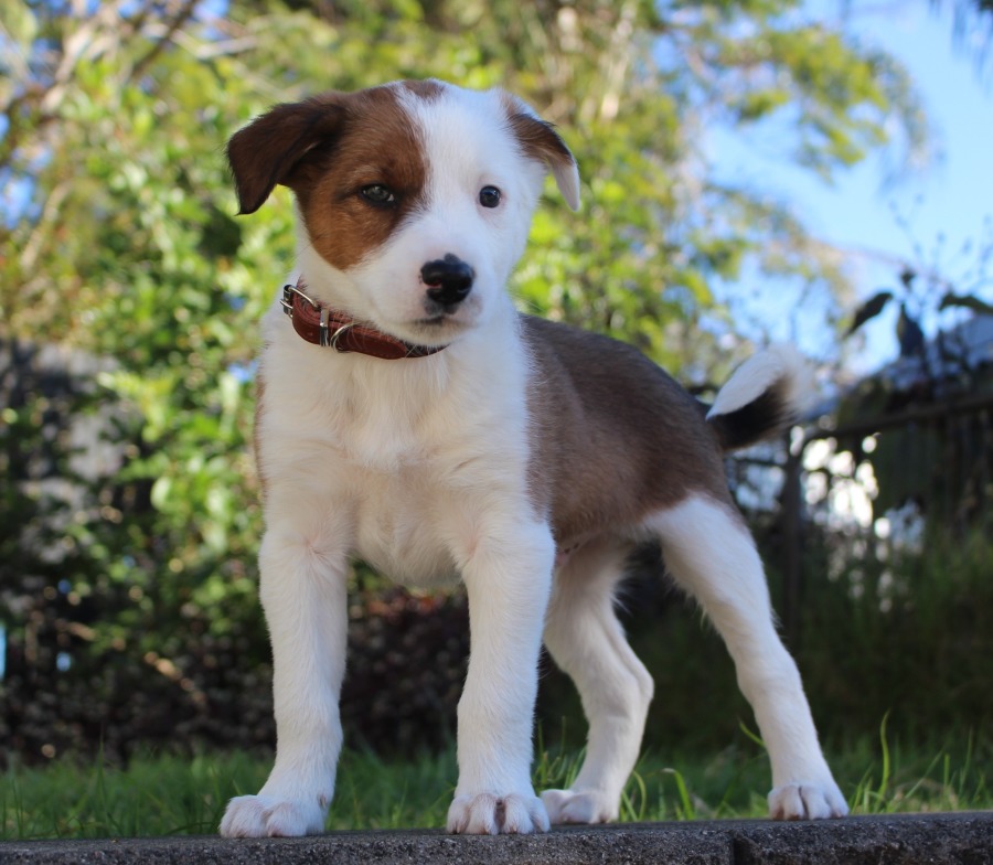 Womble - Medium Male Border Collie Mix Dog in QLD - PetRescue