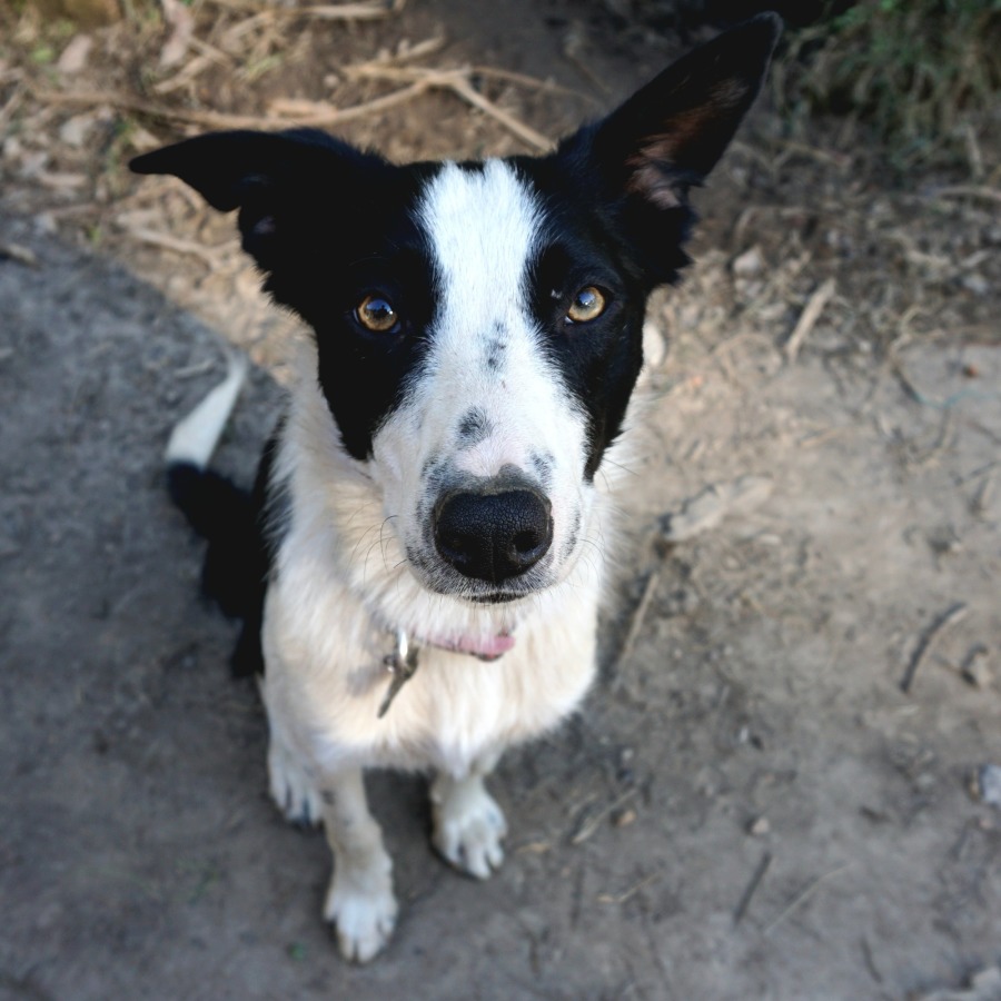 Hunter - Medium Male Border Collie x Australian Kelpie Mix Dog in NSW ...