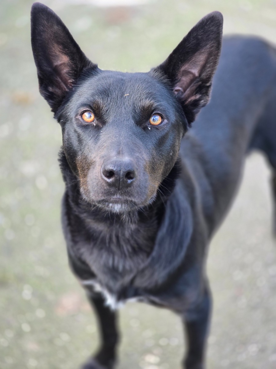 Emma - Large Female Australian Kelpie Dog in VIC - PetRescue