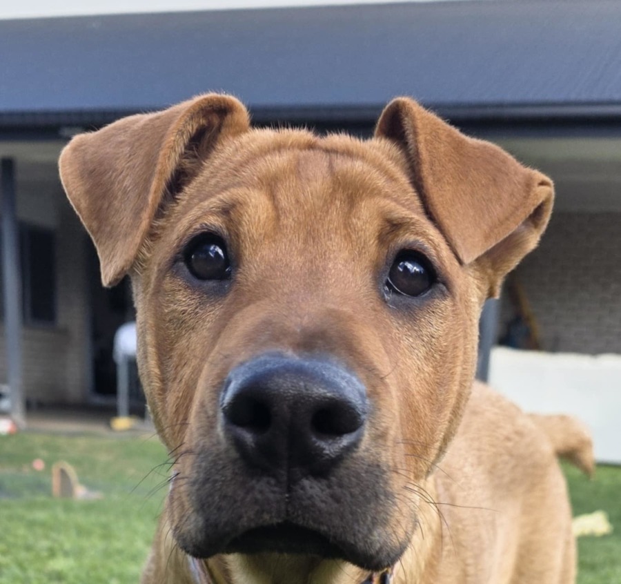 Kaleb - Medium Male Shar Pei Mix Dog in QLD - PetRescue
