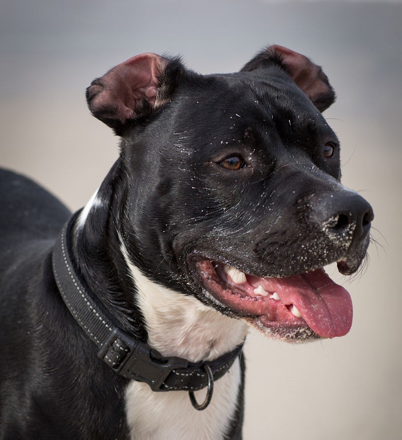 Bowser - Medium Male Mixed breed Mix Dog in WA - PetRescue