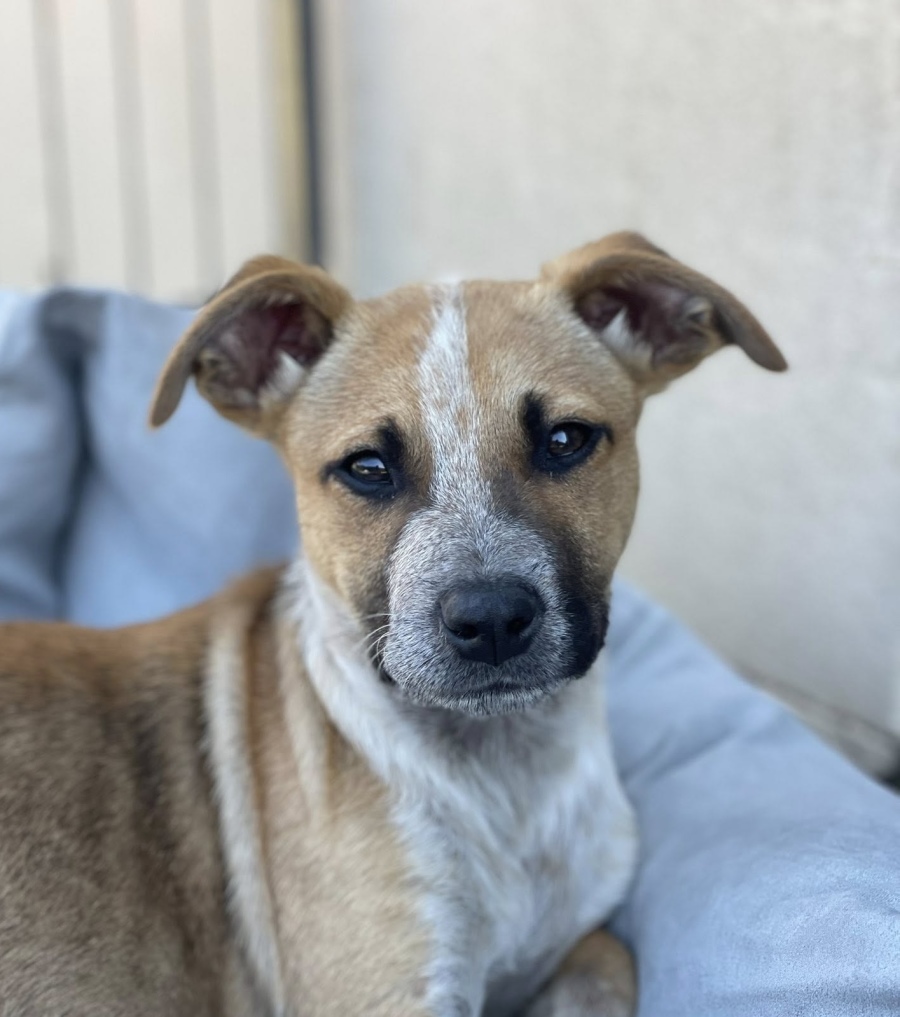 Jenna - Large Female Bull Arab x Australian Cattle Dog Dog in QLD ...