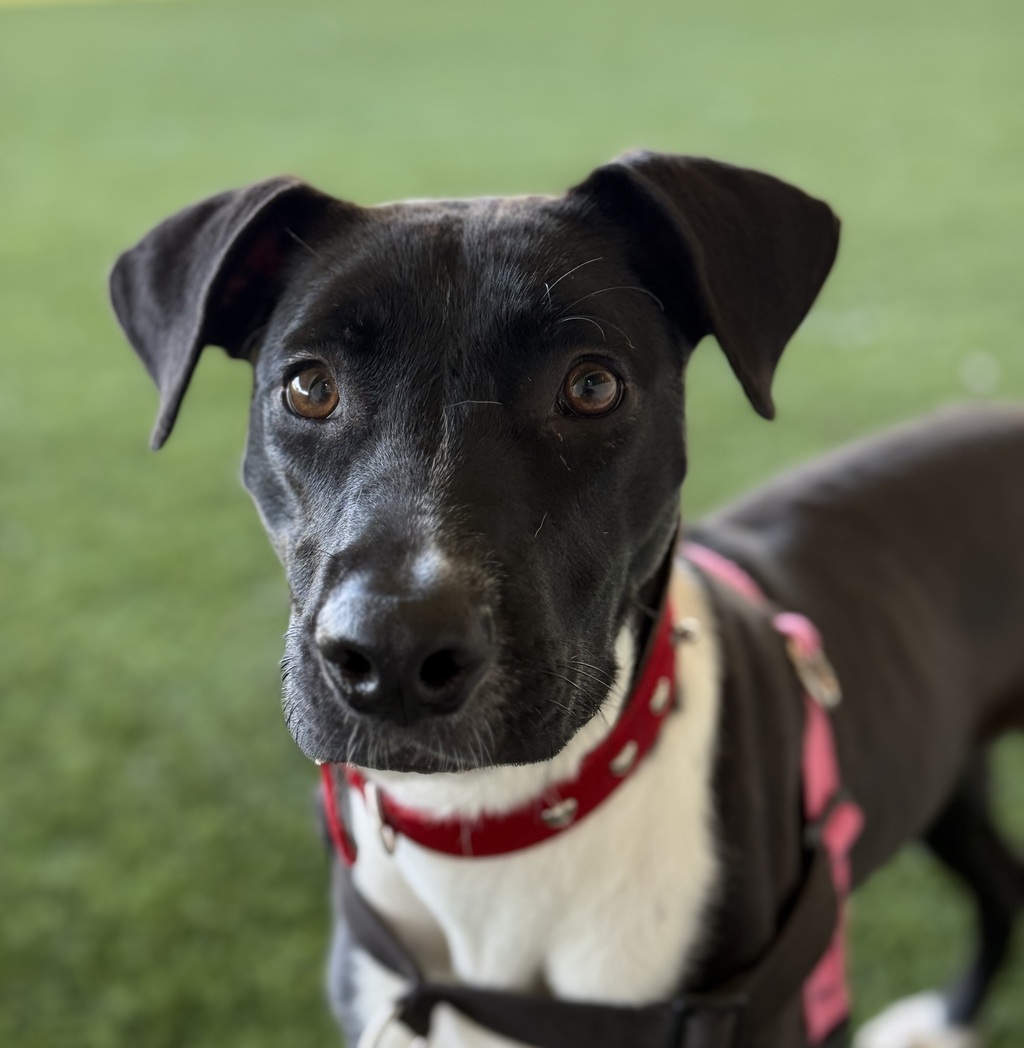 Bella - Medium Female Bull Arab x Lurcher Mix Dog in QLD - PetRescue