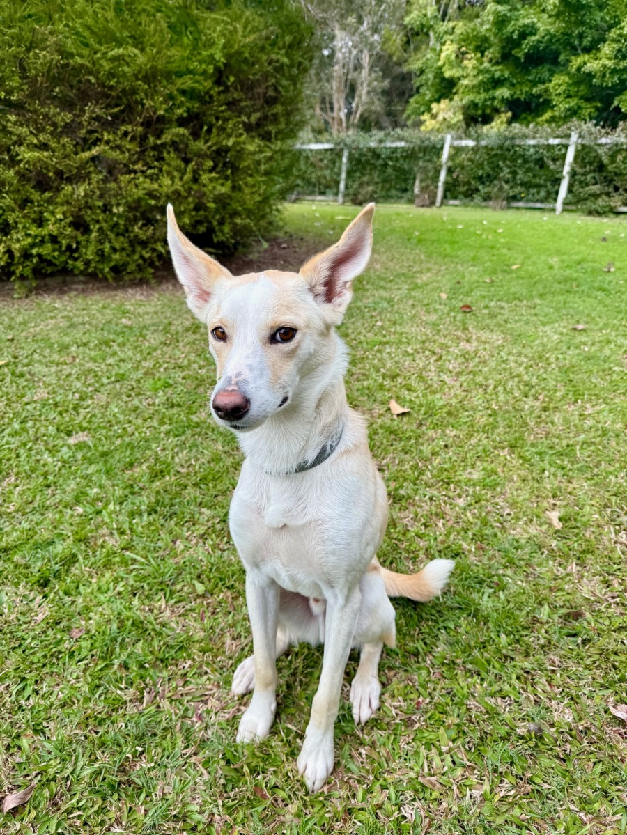 Winton - Medium Male Border Collie x Australian Kelpie Mix Dog in QLD - PetRescue