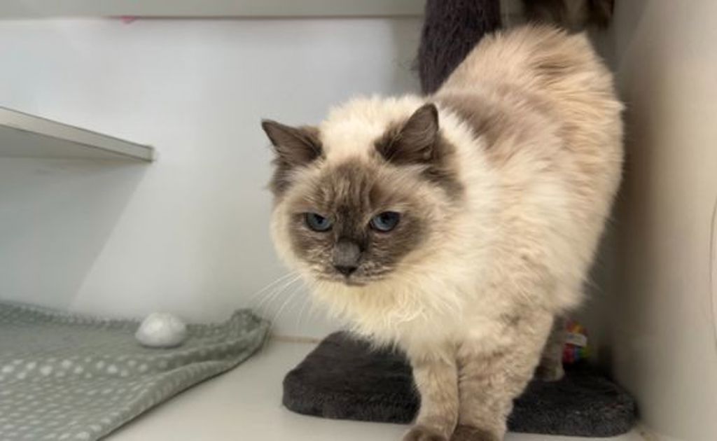 Petal - Female Ragdoll Mix Cat in VIC - PetRescue