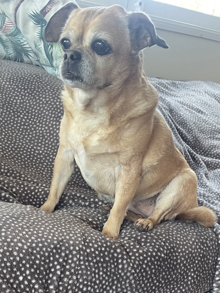 Lucy - Small Female Pug x Chihuahua Mix Dog in QLD - PetRescue