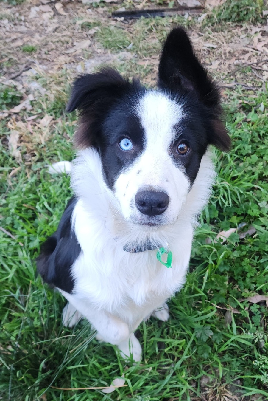 Colin - Medium Male Border Collie Dog in NSW - PetRescue