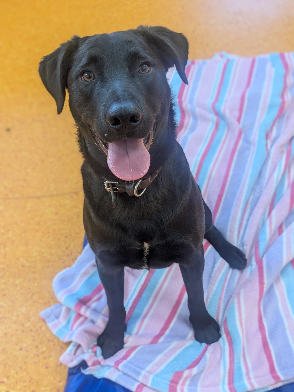 Loki - Medium Male Labrador Retriever Mix Dog in QLD - PetRescue