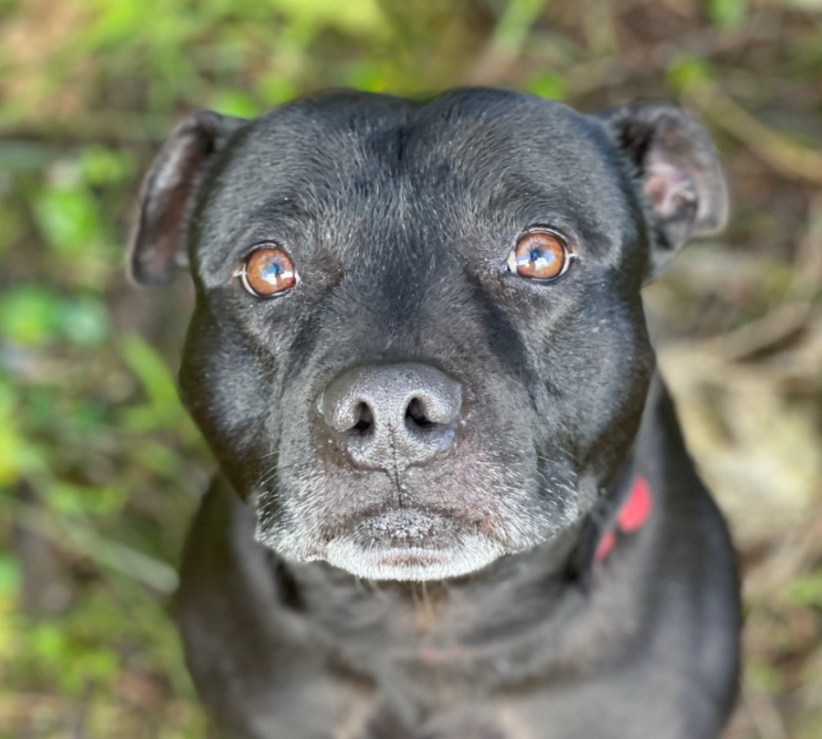 Brax - Medium Male Staffordshire Bull Terrier Dog in NSW - PetRescue
