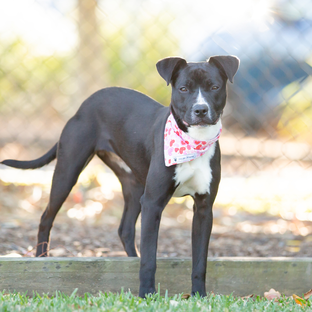 Riri - Medium Female Staffordshire Bull Terrier Mix Dog in QLD - PetRescue