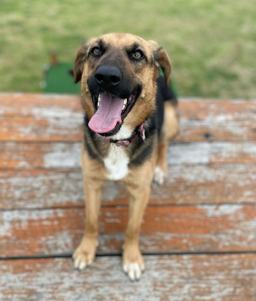 Cleo - Medium Female German Shepherd x Harrier Mix Dog in VIC - PetRescue