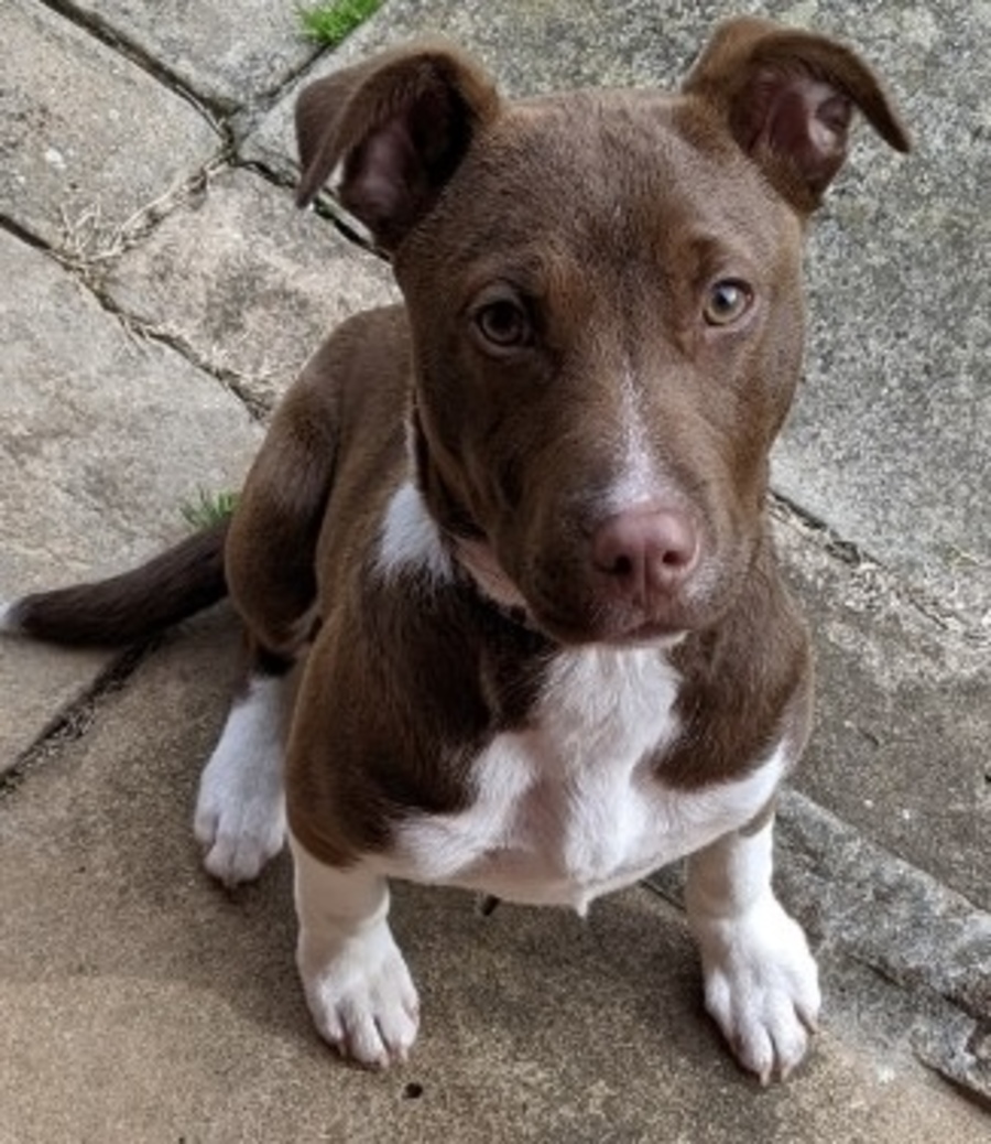 Gemma - Medium Female Staffordshire Bull Terrier Mix Dog in NSW - PetRescue