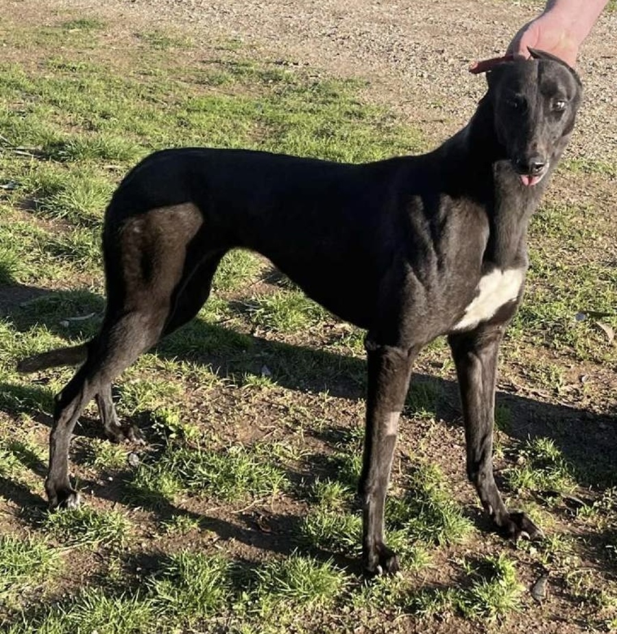 Shine - Small Female Greyhound Dog in VIC - PetRescue