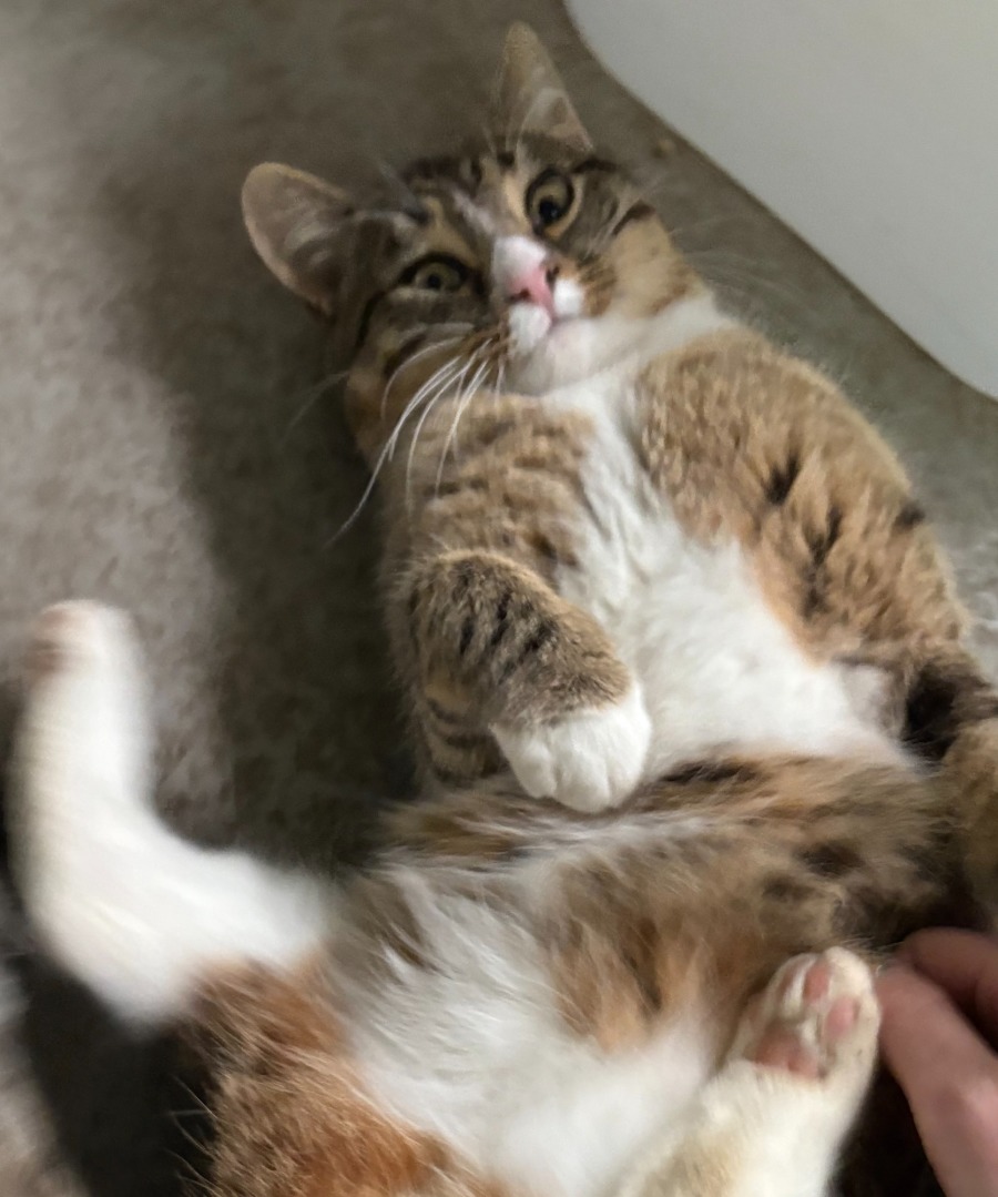 Wonton - Male Domestic Short Hair (DSH) Cat in NSW - PetRescue