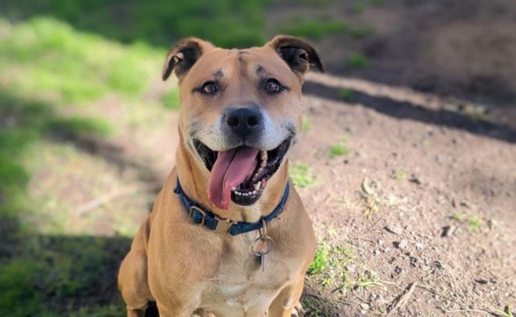 Franklin - Large Male American Staffy Mix Dog in VIC - PetRescue
