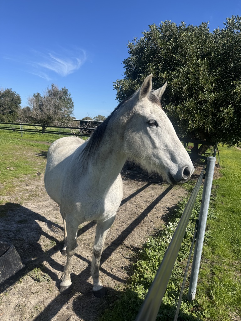 Barry - Male Thoroughbred Mix Horse in WA - PetRescue