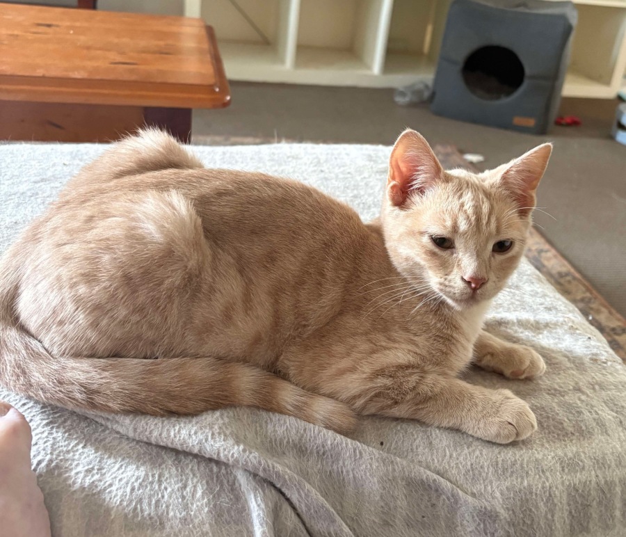 Ducky - Male Domestic Short Hair (DSH) Cat in QLD - PetRescue