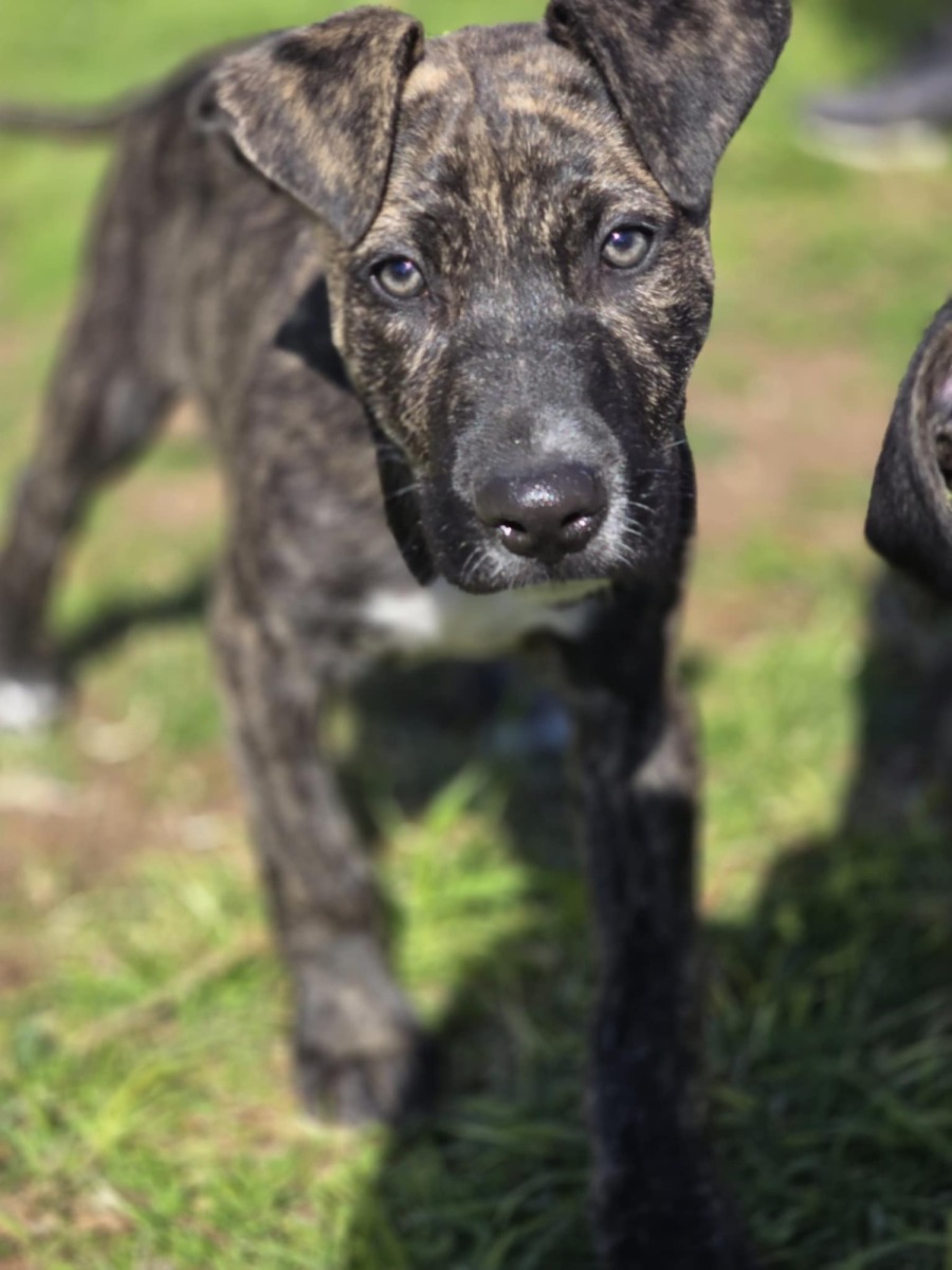 All 4 Paws Dog Rescue Inc - PetRescue