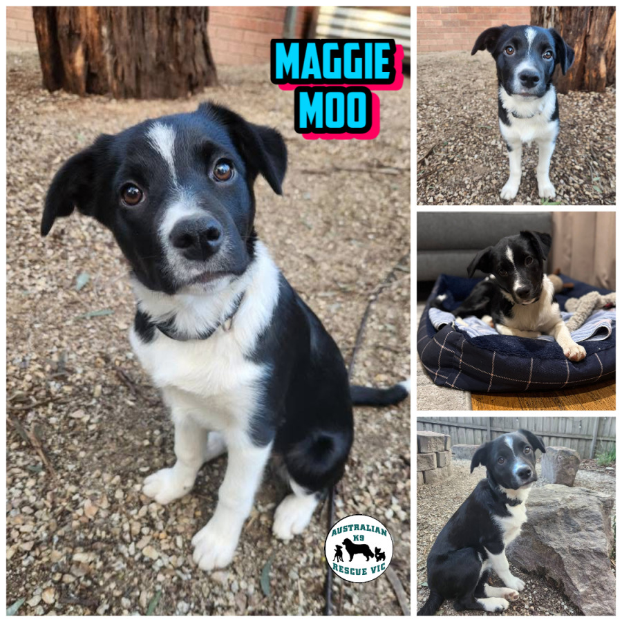 Maggie Moo - Medium Female Border Collie Dog in VIC - PetRescue