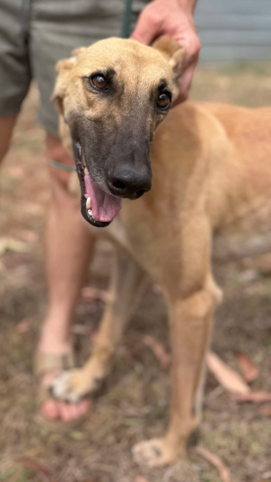 Sash - Small Female Greyhound Dog in VIC - PetRescue