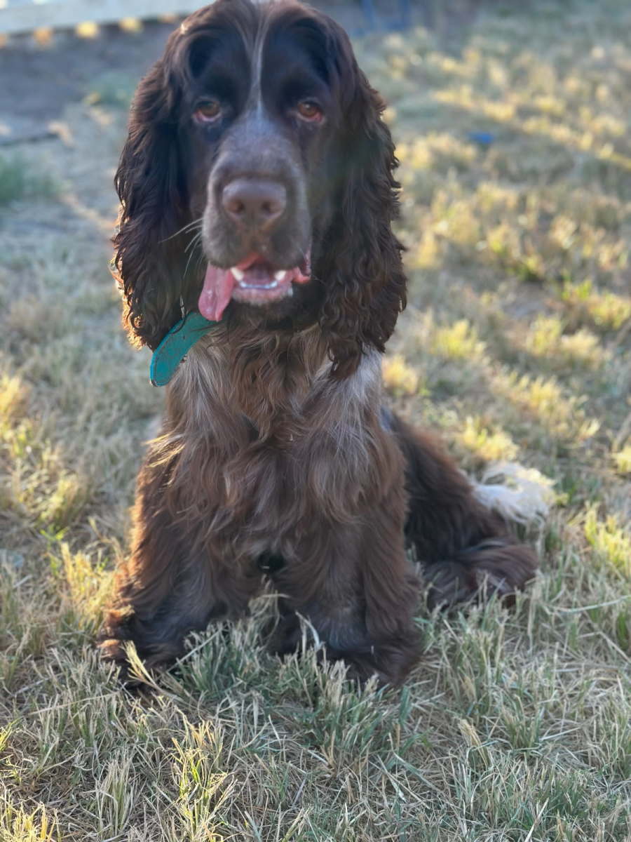 Albie - Medium Male Cocker Spaniel Dog in QLD - PetRescue