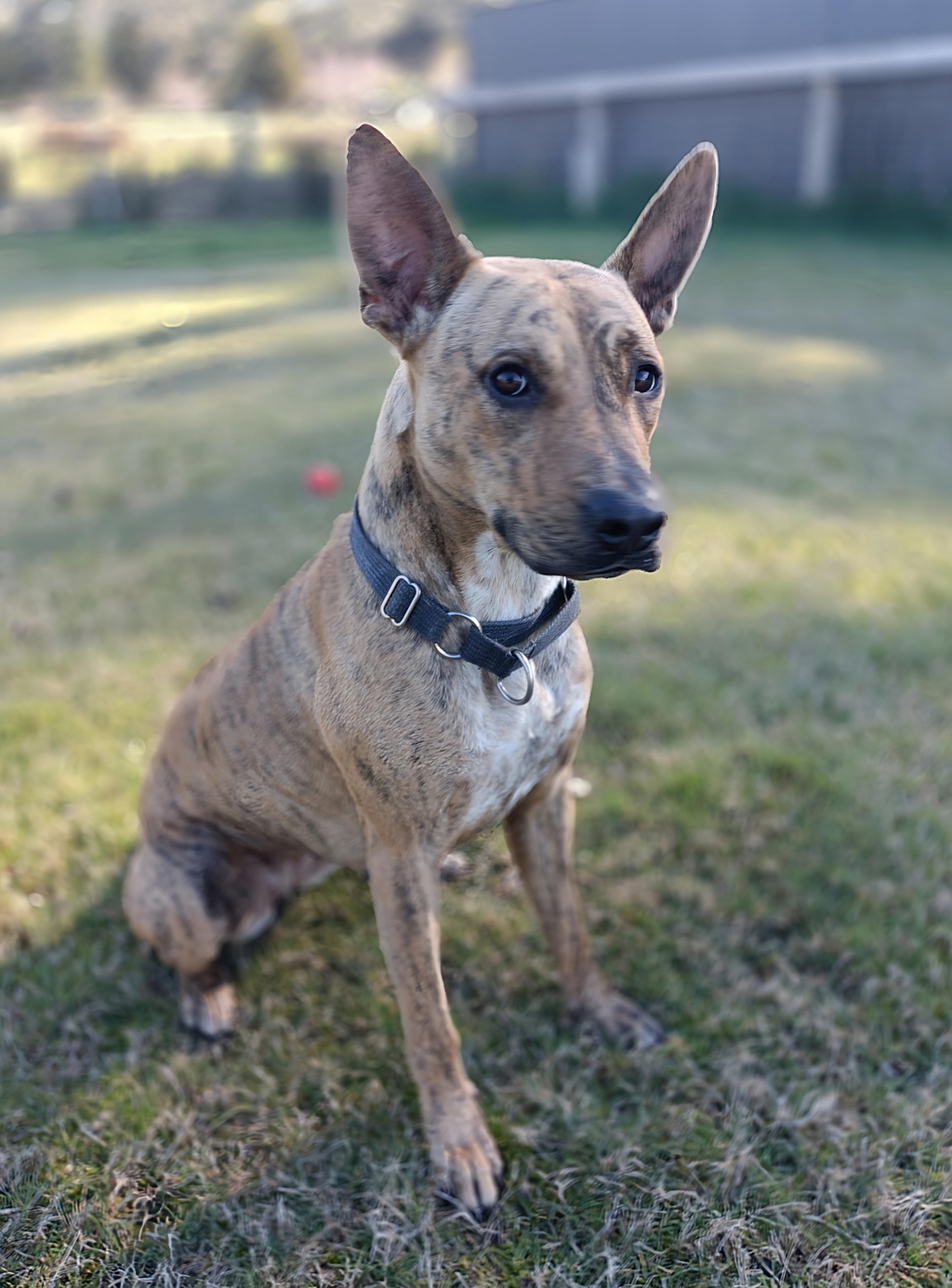 Tully - Medium Female Blue Heeler x Staffordshire Bull Terrier Mix Dog in TAS - PetRescue