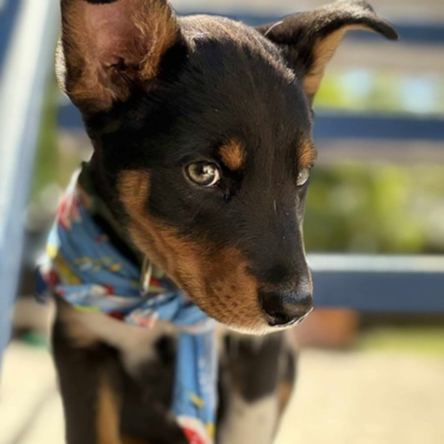 Kristoff - Medium Male Australian Kelpie Mix Dog in QLD - PetRescue